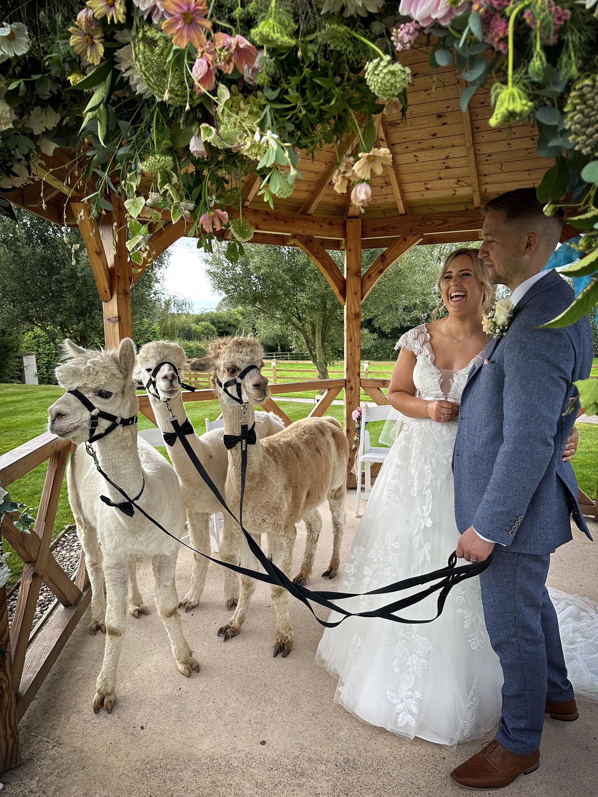 Alpacas at Your Wedding